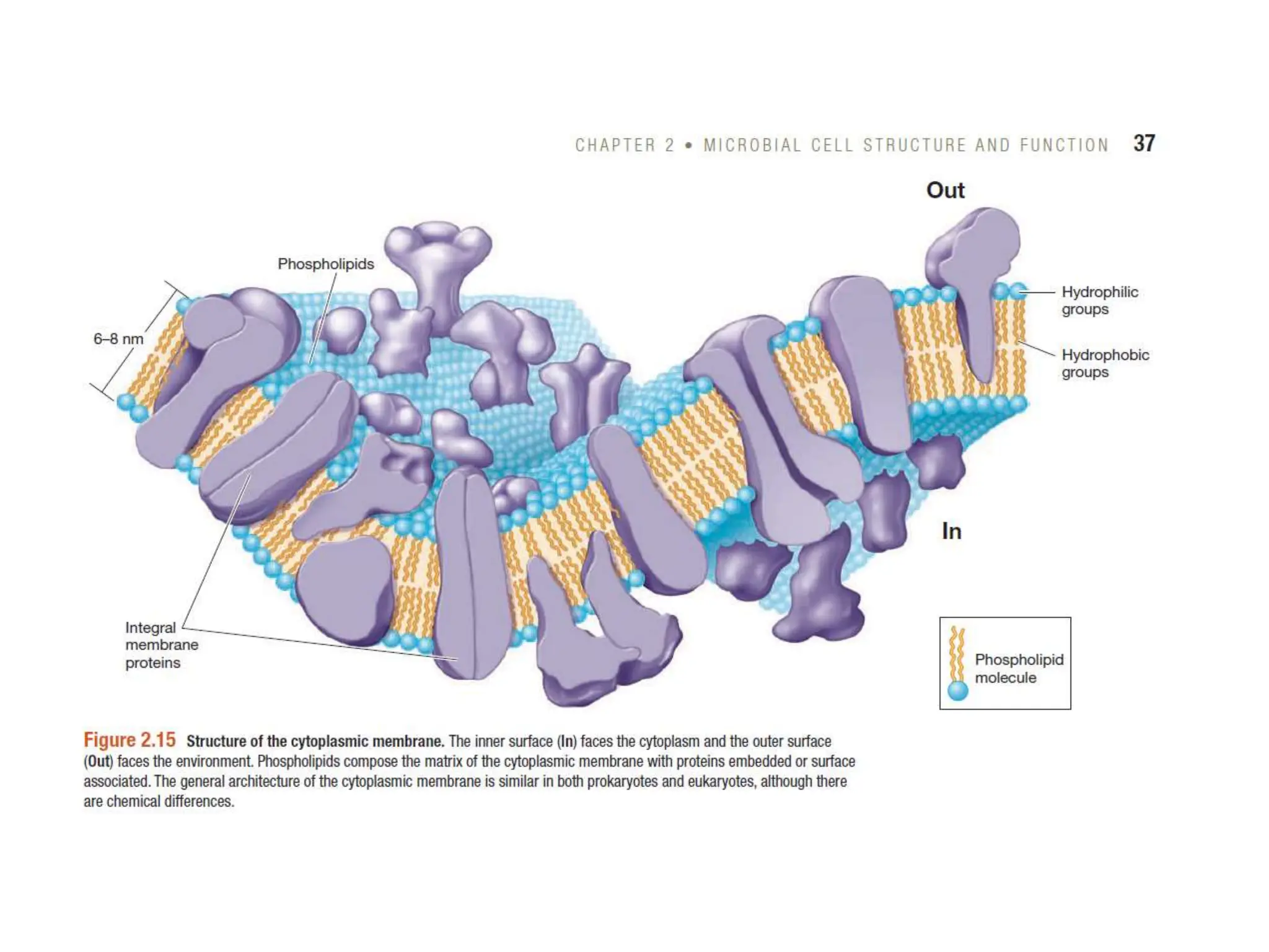 Structure of Prokaryotes.pptx............ | PPTX | Genetics | Science