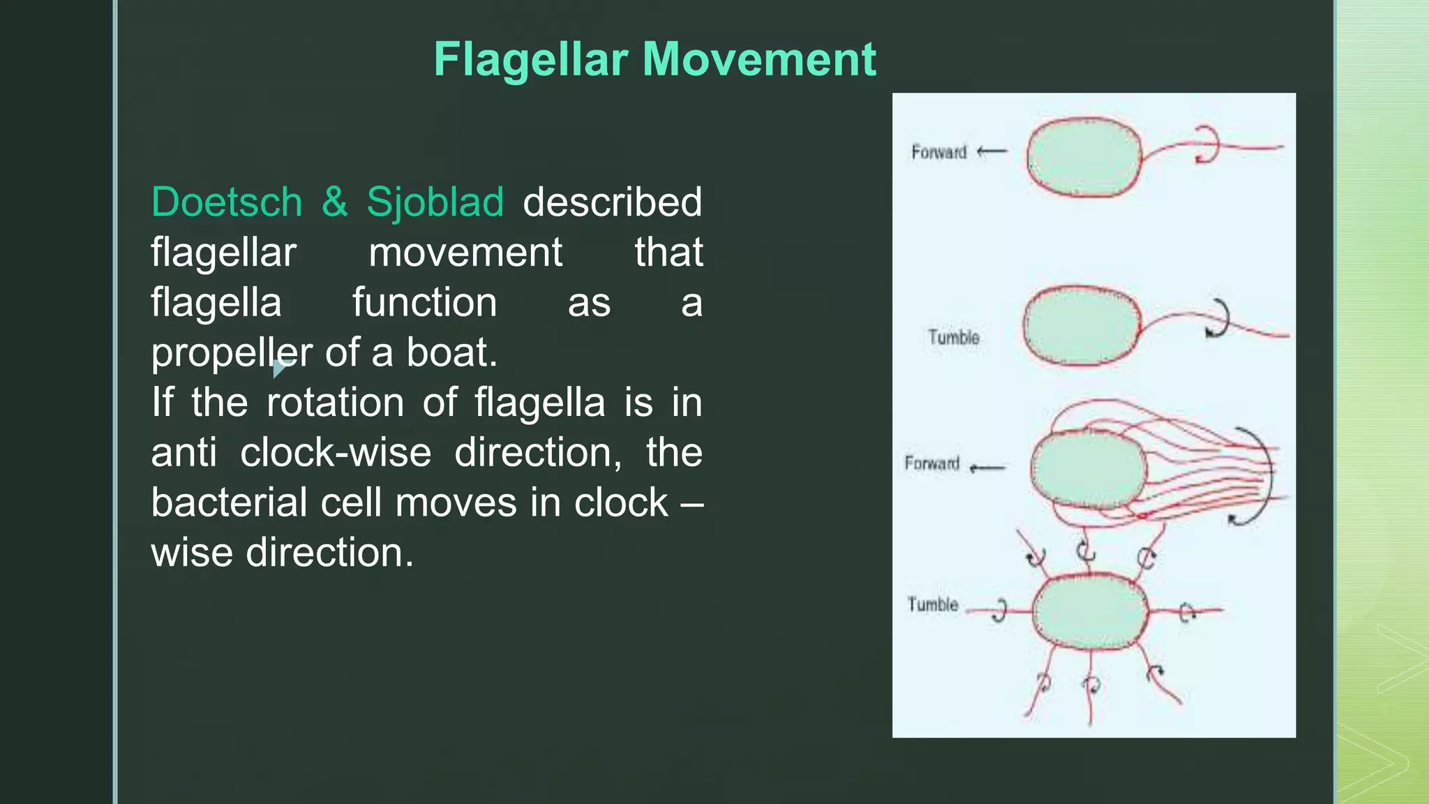 Structure of Prokaryotic Cell | PPTX