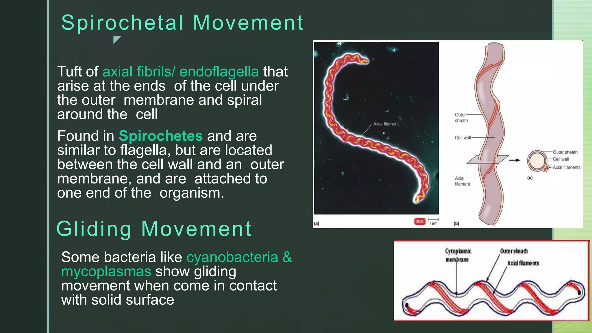 Structure of Prokaryotic Cell | PPTX