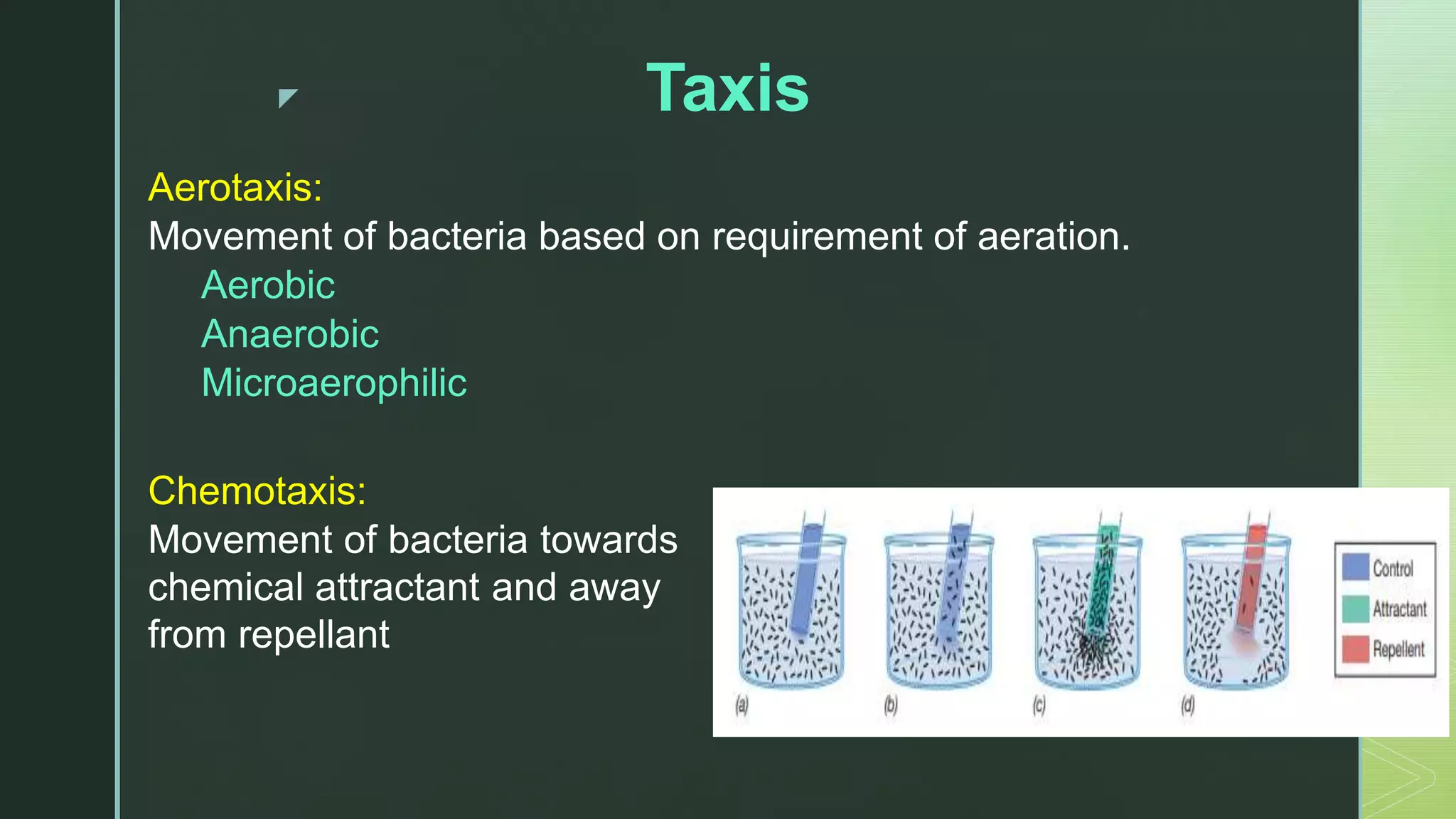 Structure of Prokaryotic Cell | PPTX