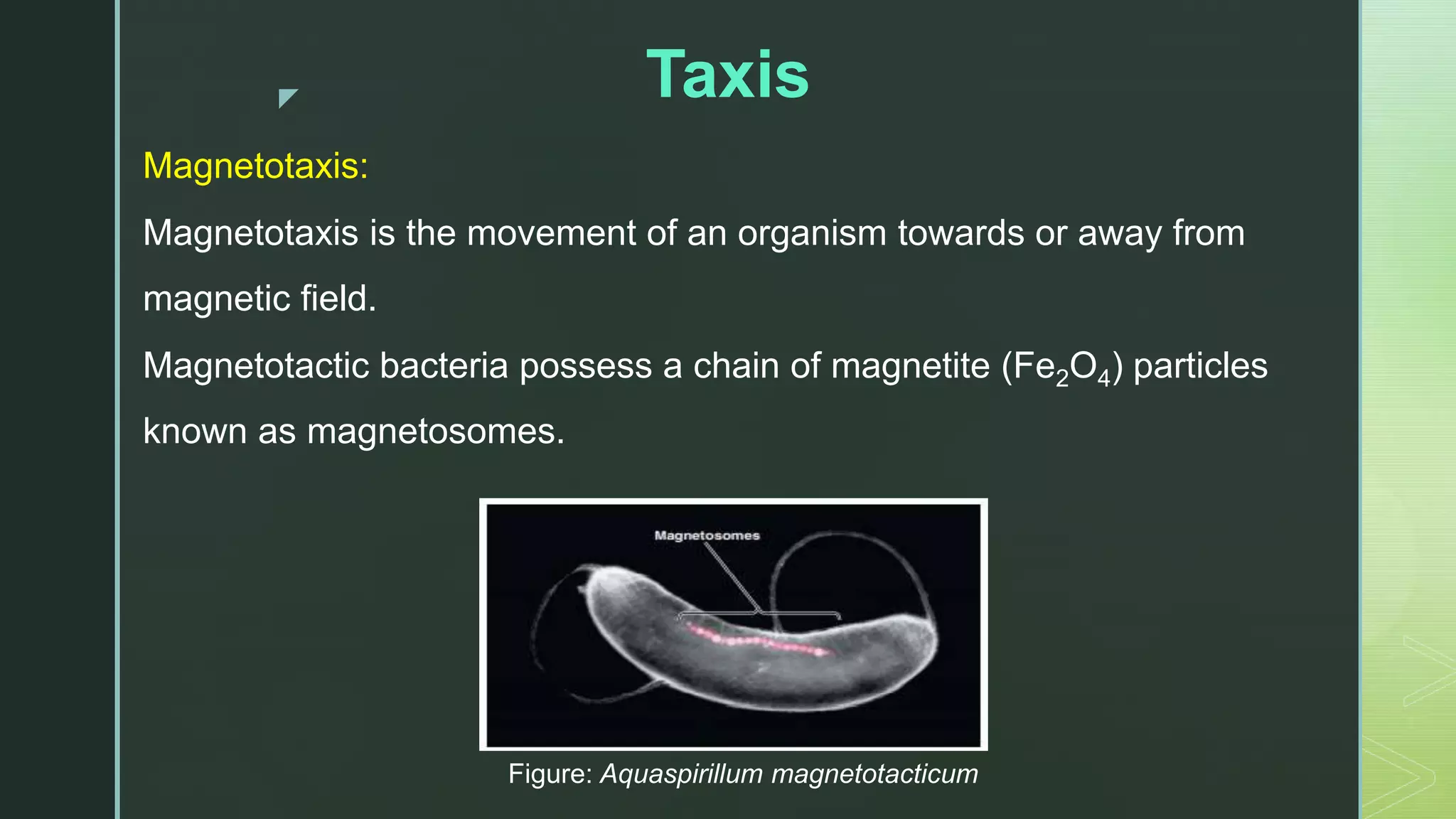 Structure of Prokaryotic Cell | PPTX