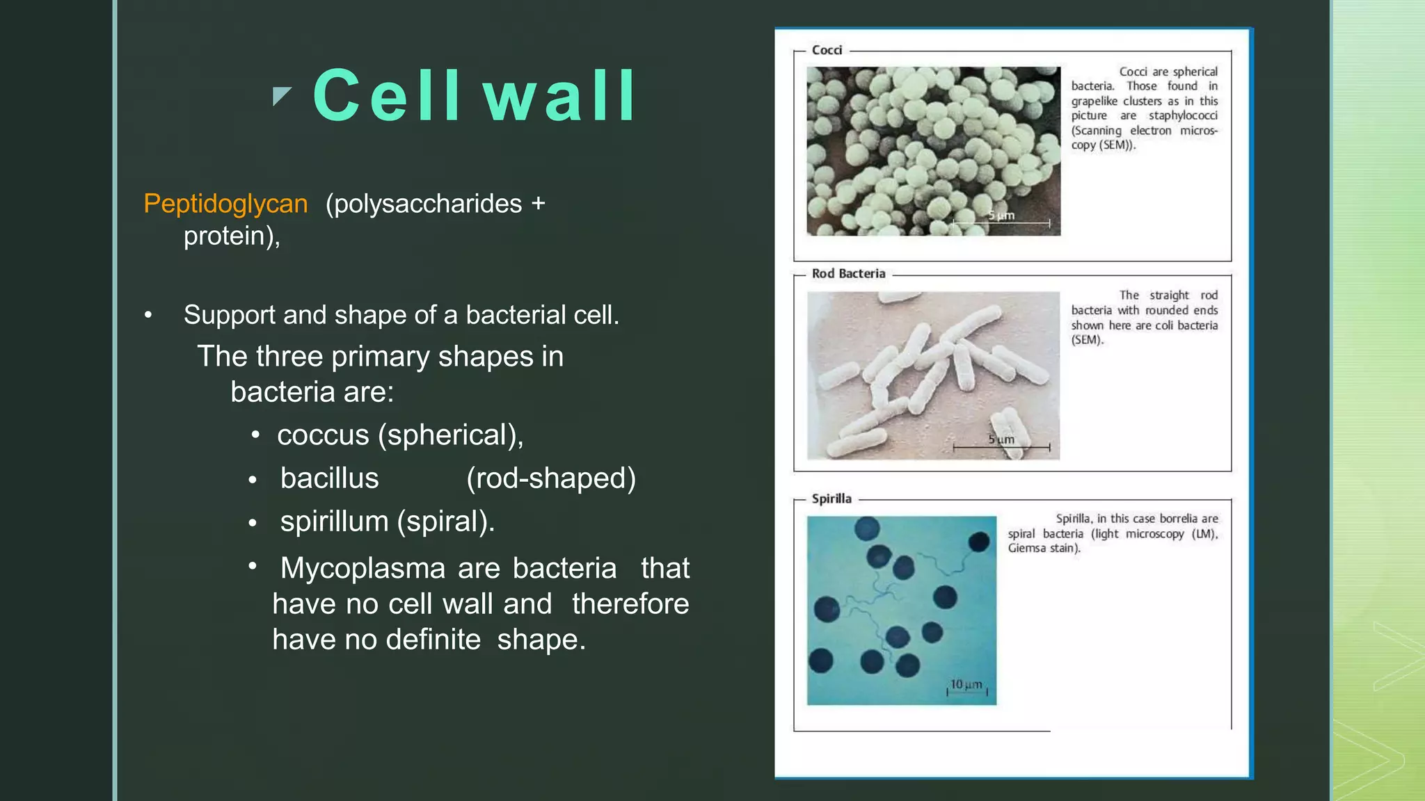 Structure of Prokaryotic Cell | PPTX