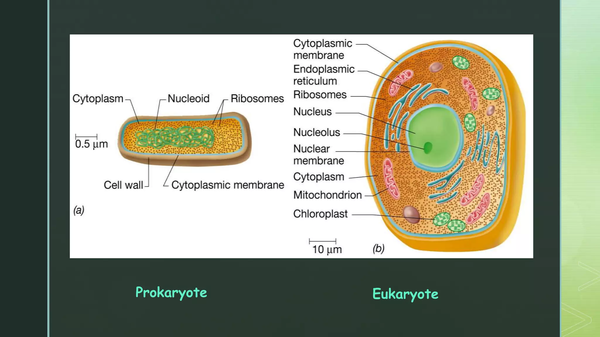 Structure of Prokaryotic Cell | PPTX