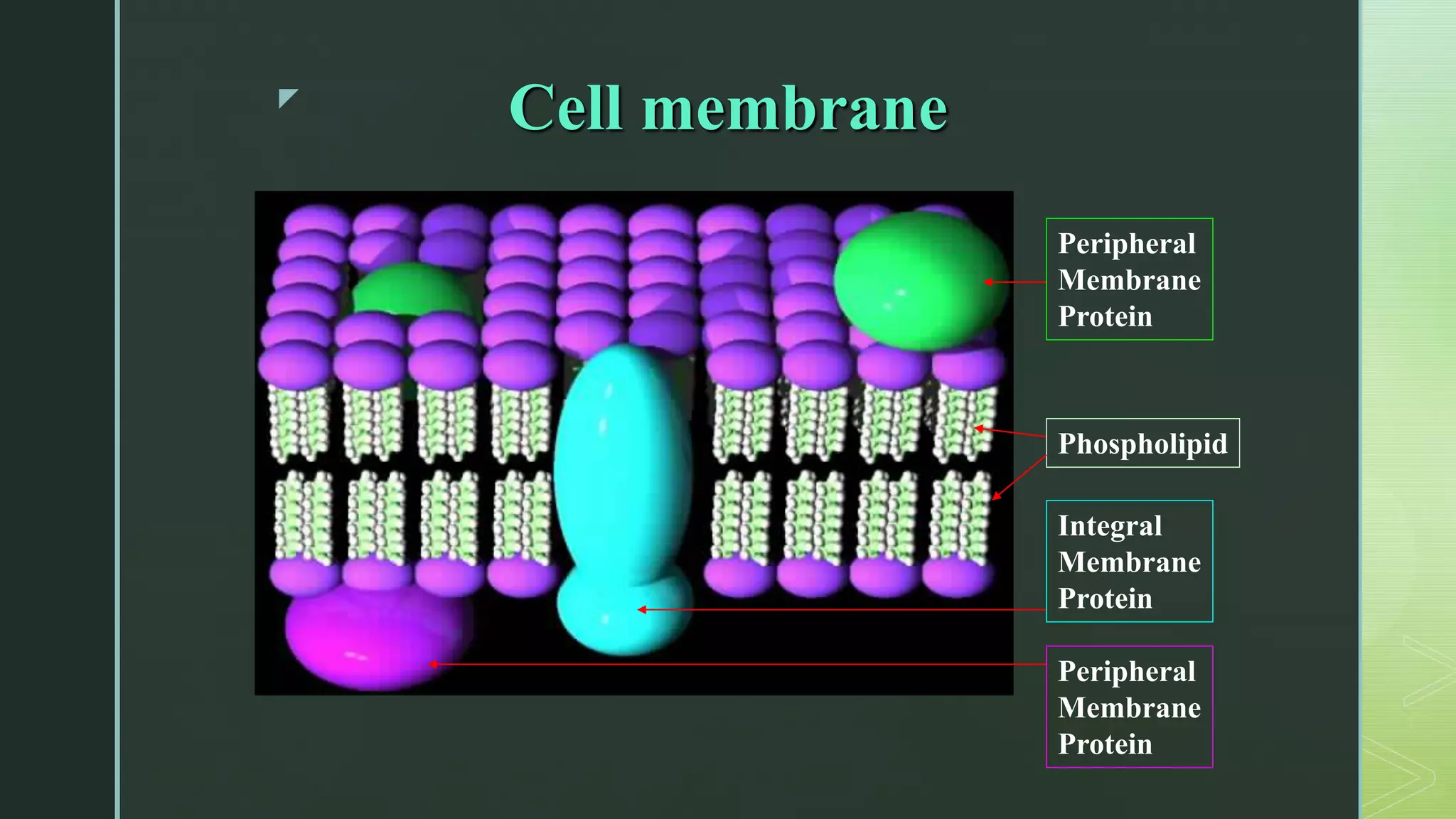 Structure of Prokaryotic Cell | PPTX | Biological Sciences | Science