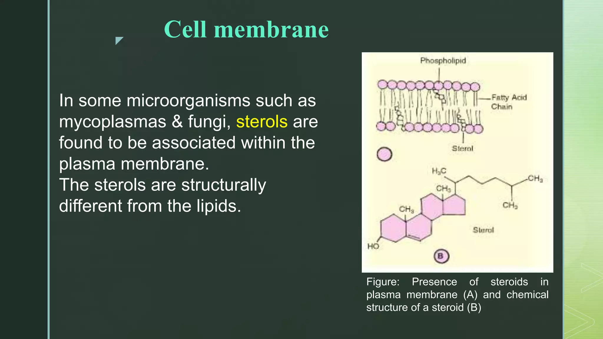 Structure of Prokaryotic Cell | PPTX | Biological Sciences | Science