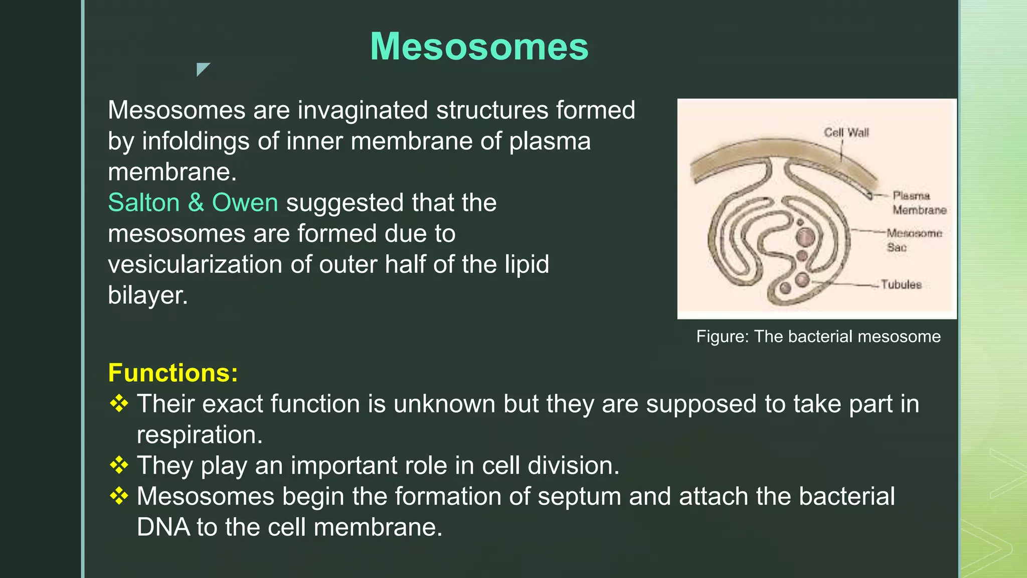Structure of Prokaryotic Cell | PPTX