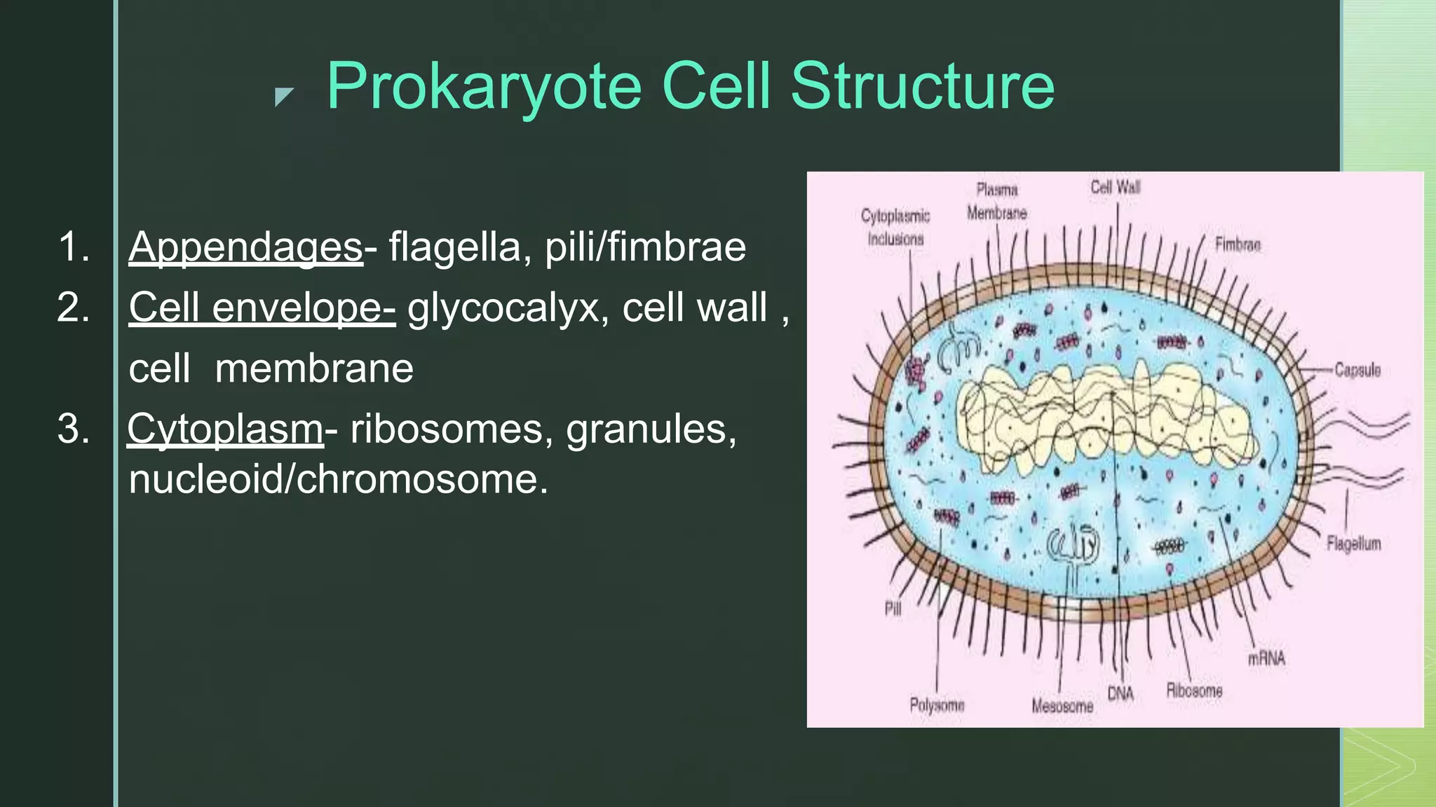 Structure of Prokaryotic Cell | PPTX