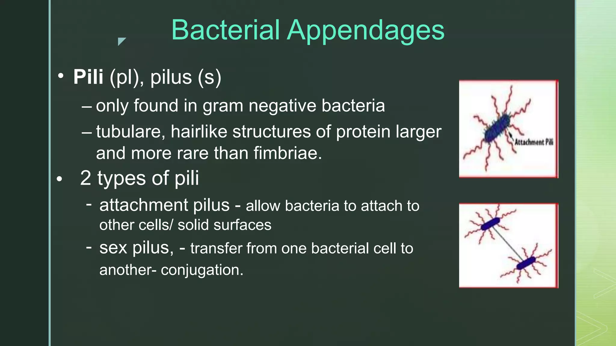 Structure of Prokaryotic Cell | PPTX