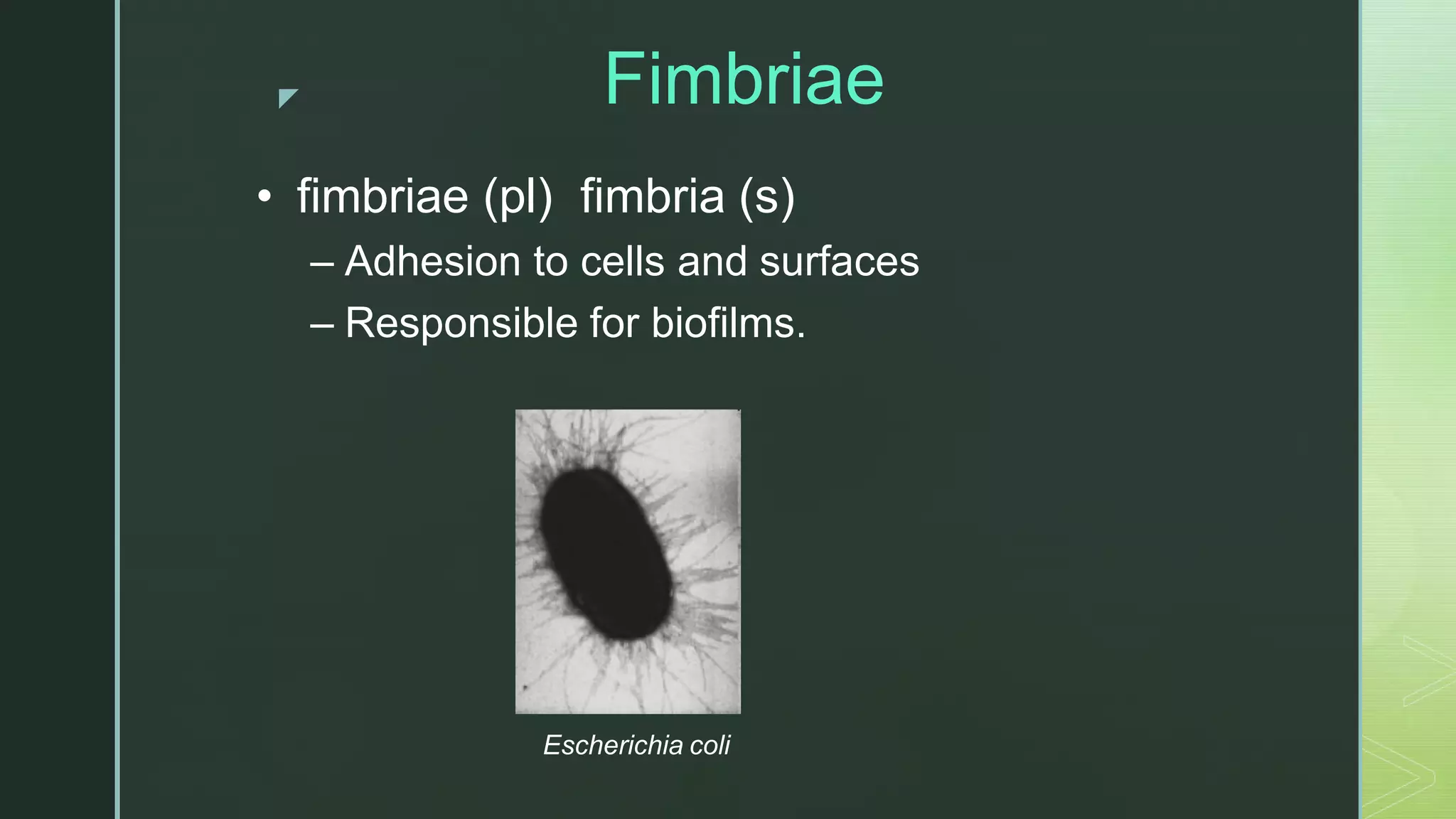 Structure of Prokaryotic Cell | PPTX