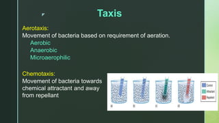 Structure of Prokaryotic Cell | PPTX