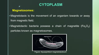 Structure of Prokaryotic Cell | PPTX