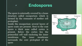 Structure of Prokaryotic Cell | PPTX
