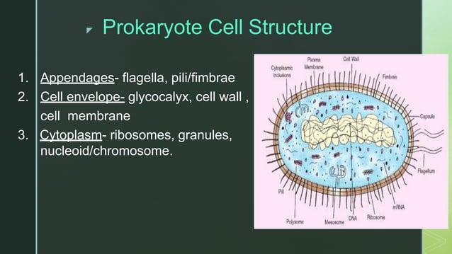 Structure of Prokaryotic Cell | PPTX | Biological Sciences | Science
