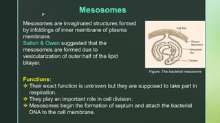 Prokaryotic Cell Structure Mesosome