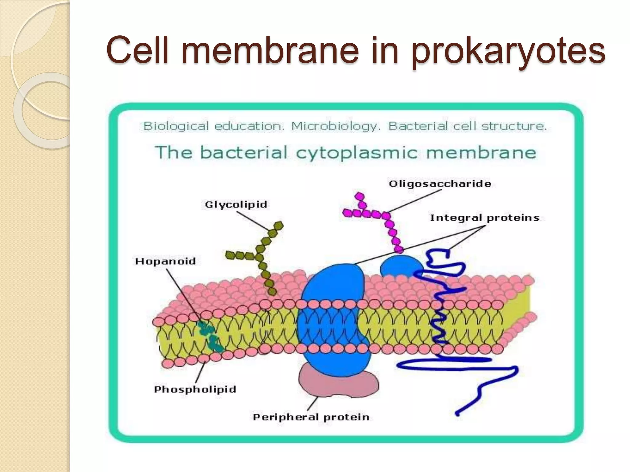Structure of prokaryotic cell.pptx