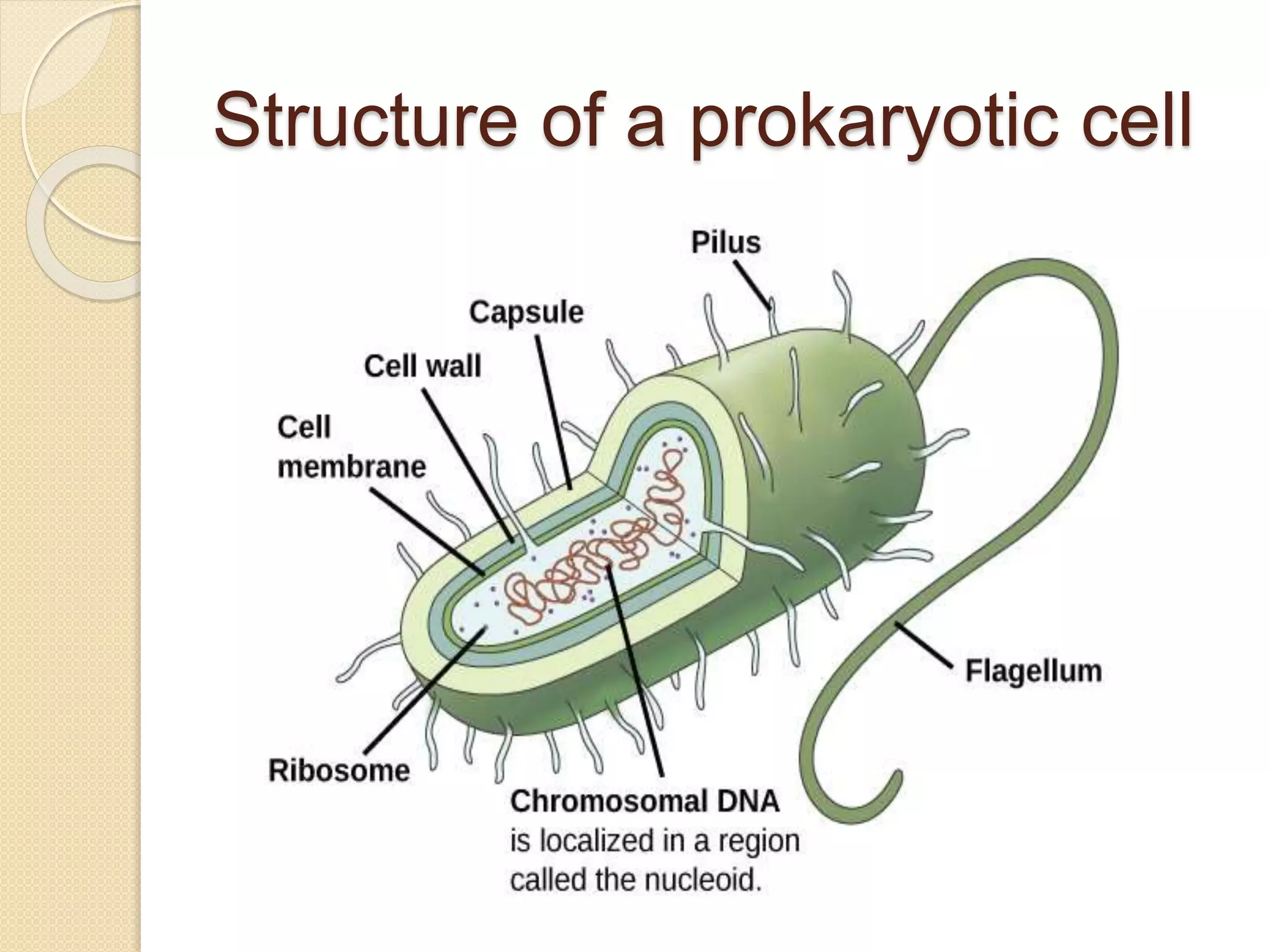 Structure of prokaryotic cell.pptx