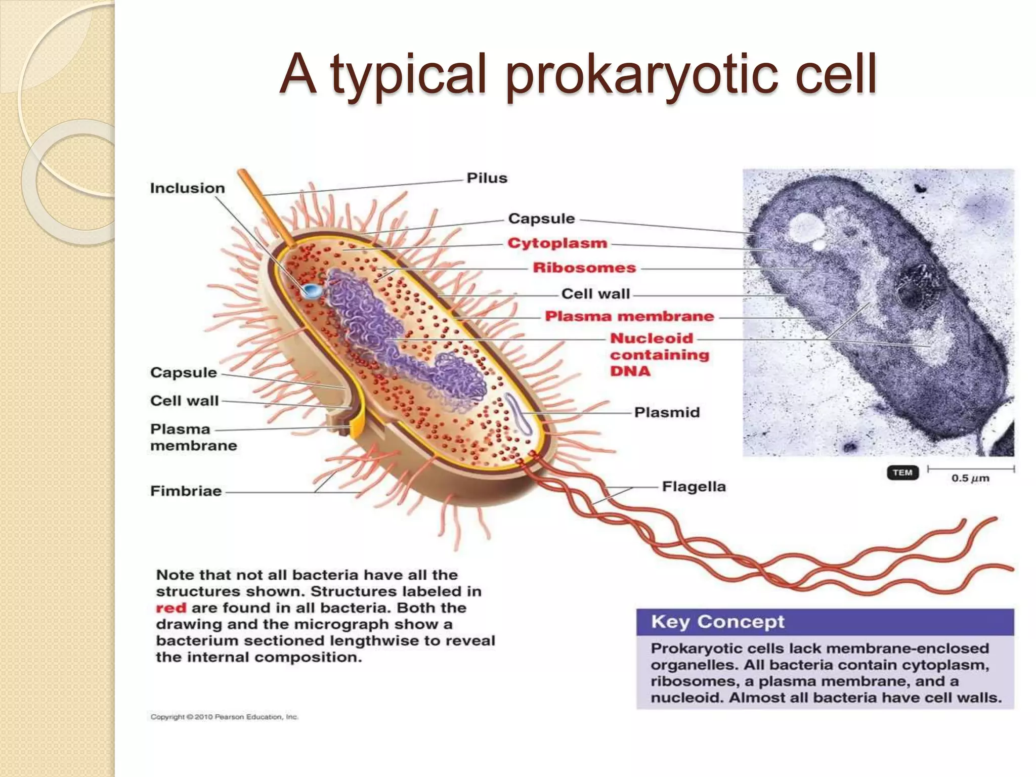 Structure of prokaryotic cell.pptx