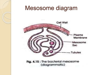 Structure of prokaryotic cell.pptx
