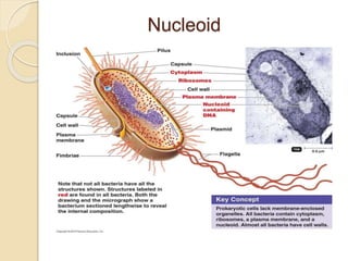 Structure of prokaryotic cell.pptx
