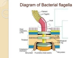 Structure of prokaryotic cell.pptx