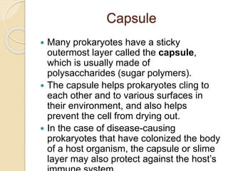 Structure of prokaryotic cell.pptx
