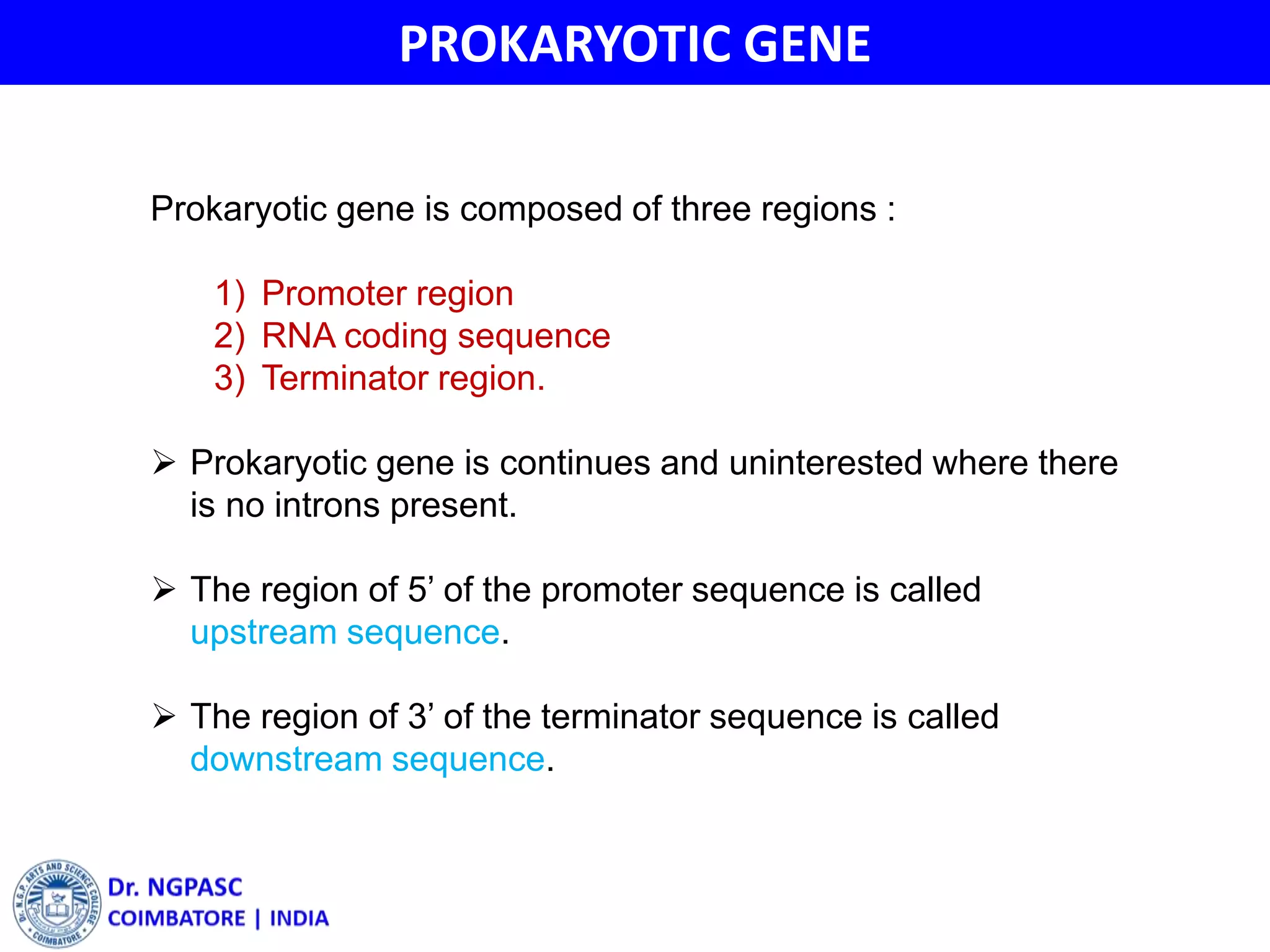 Structure of prokaryotic genes. | PPTX