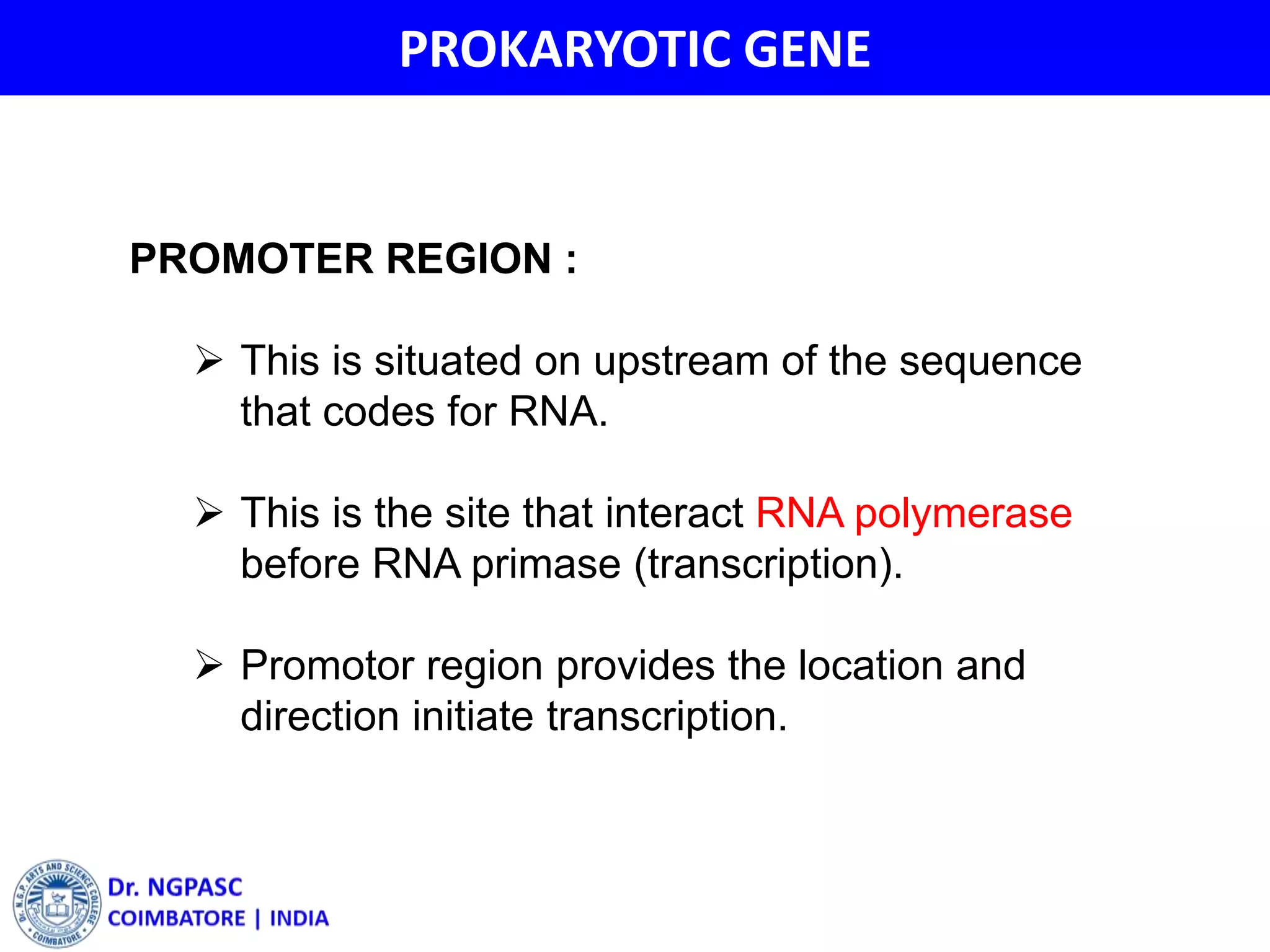 Structure of prokaryotic genes. | PPTX