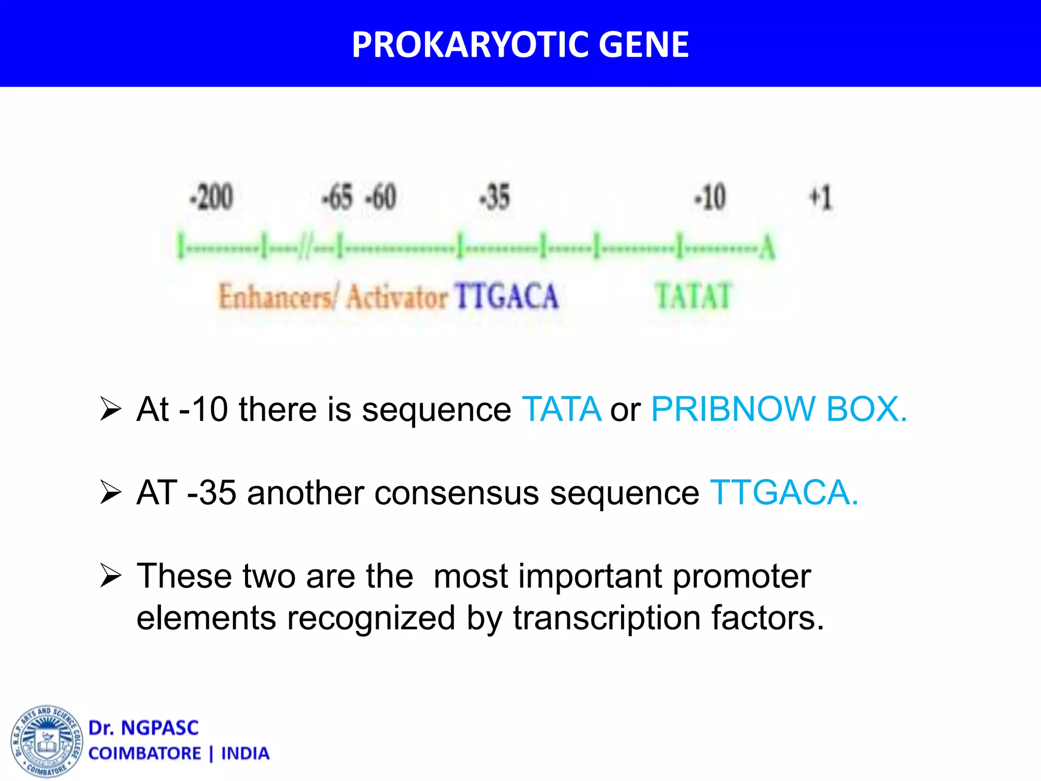 Structure of prokaryotic genes. | PPTX