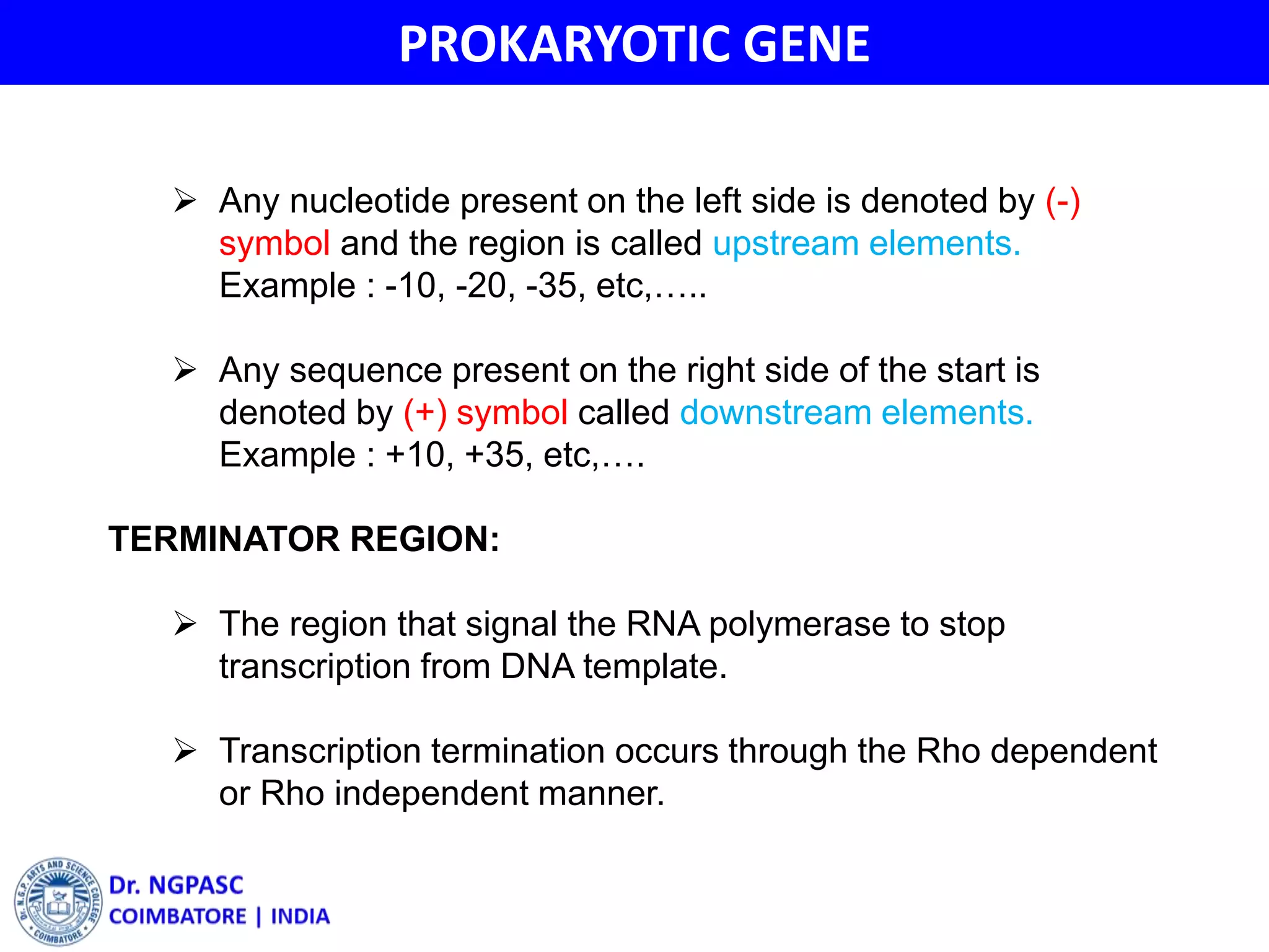 Structure of prokaryotic genes. | PPTX