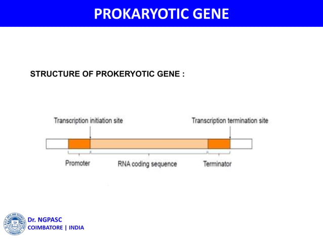 Structure of prokaryotic genes. | PPTX | Programming Languages | Computing