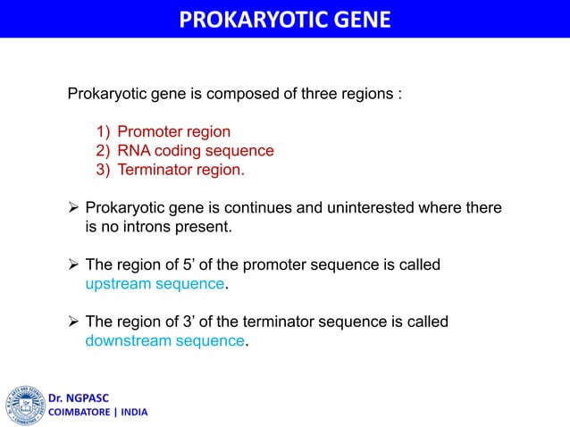 Structure of prokaryotic genes. | PPTX | Programming Languages | Computing