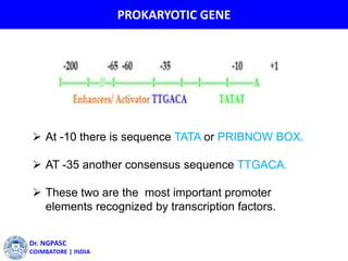 Structure of prokaryotic genes. | PPTX