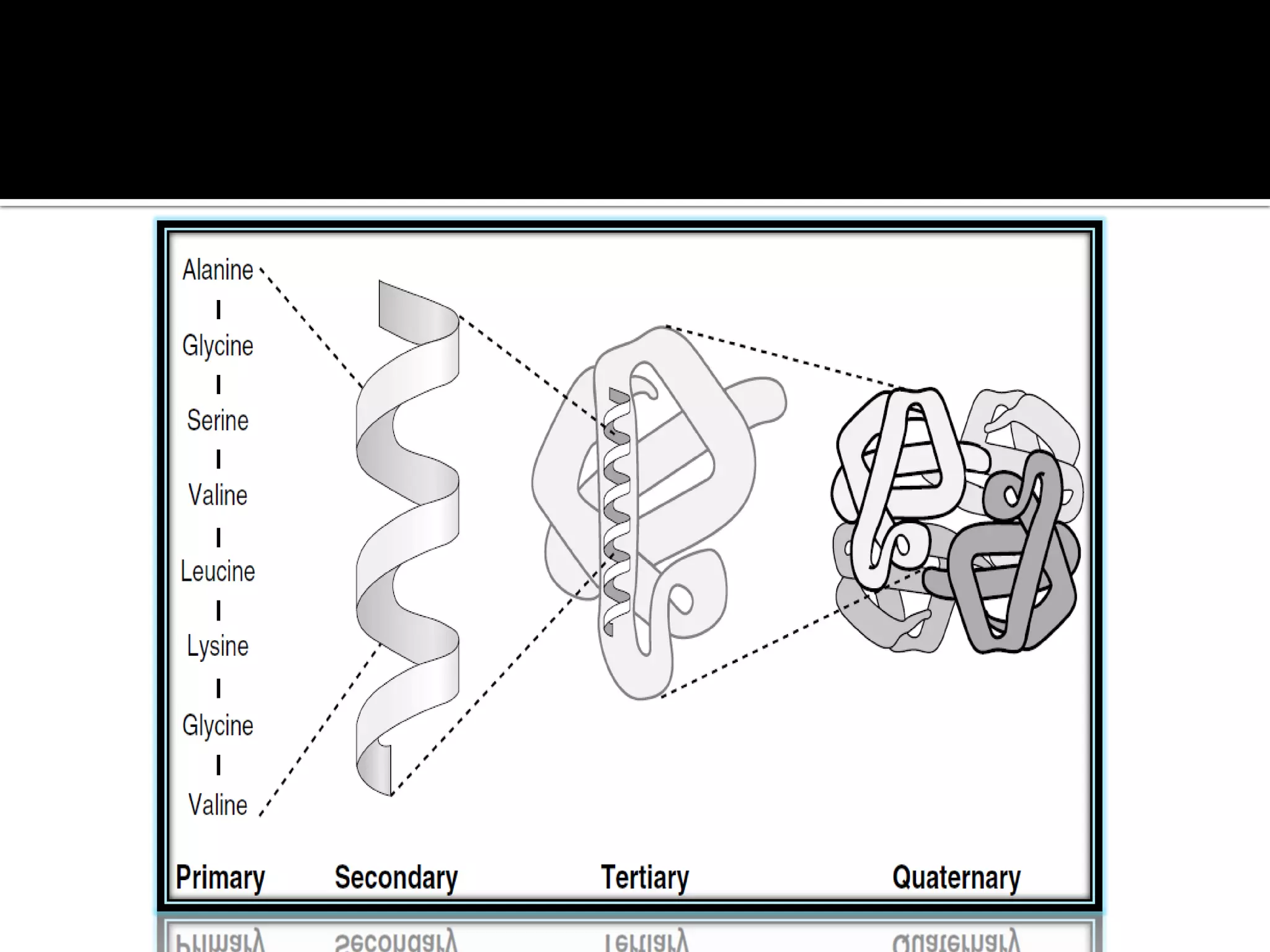 Protein Chemistry and Functions | PDF