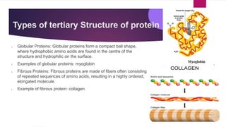 Structure of protein | PPT