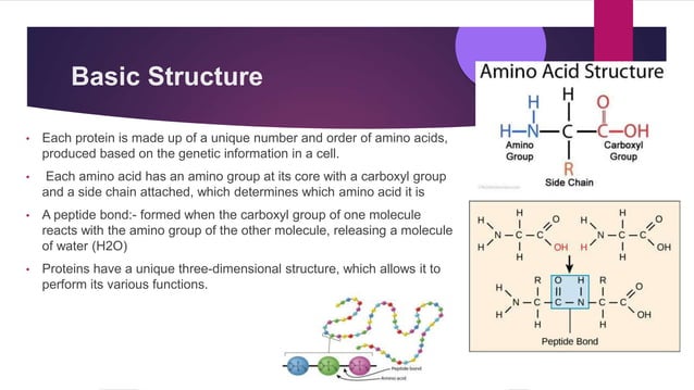 Structure of protein | PPT
