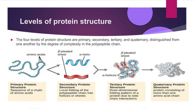 Structure of protein | PPT