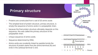 Structure of protein | PPT