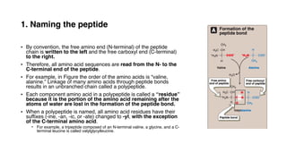Structure of protein 3 this will help you a lot... | PDF