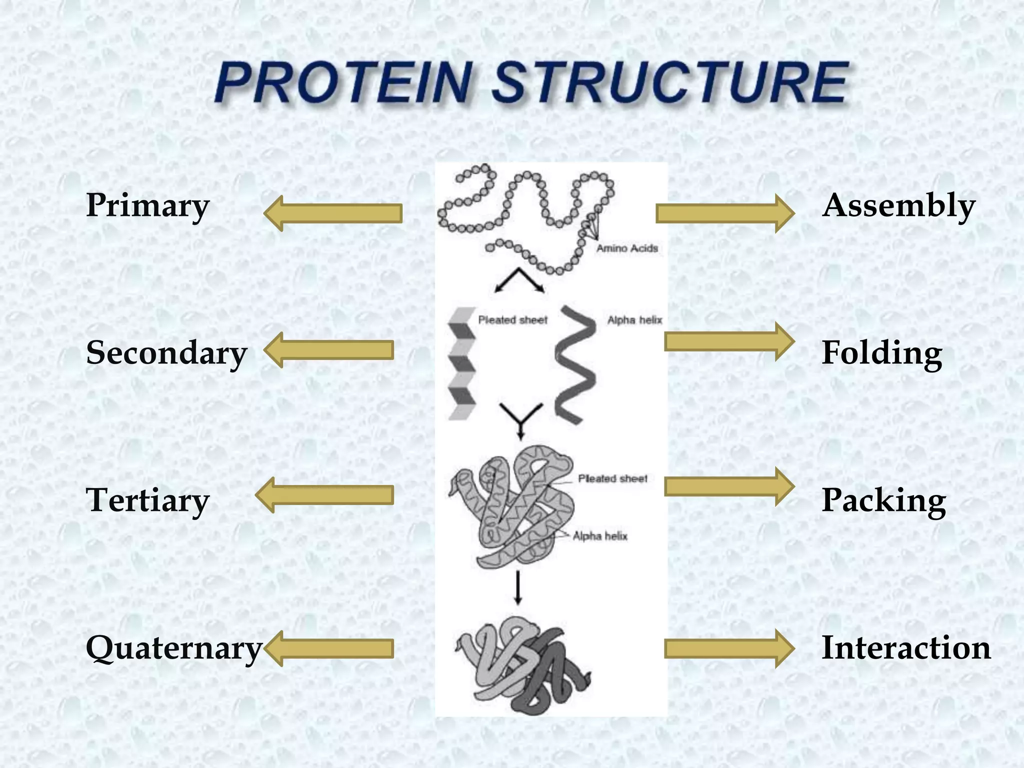 PROTEIN STRUCTURE PRESENTATION | PPTX