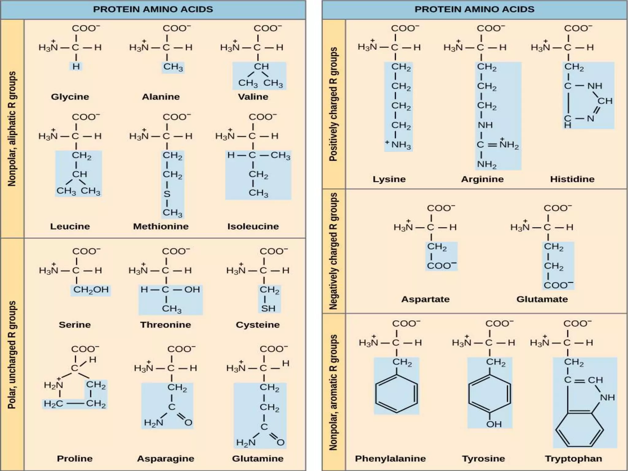 PROTEIN STRUCTURE PRESENTATION | PPTX