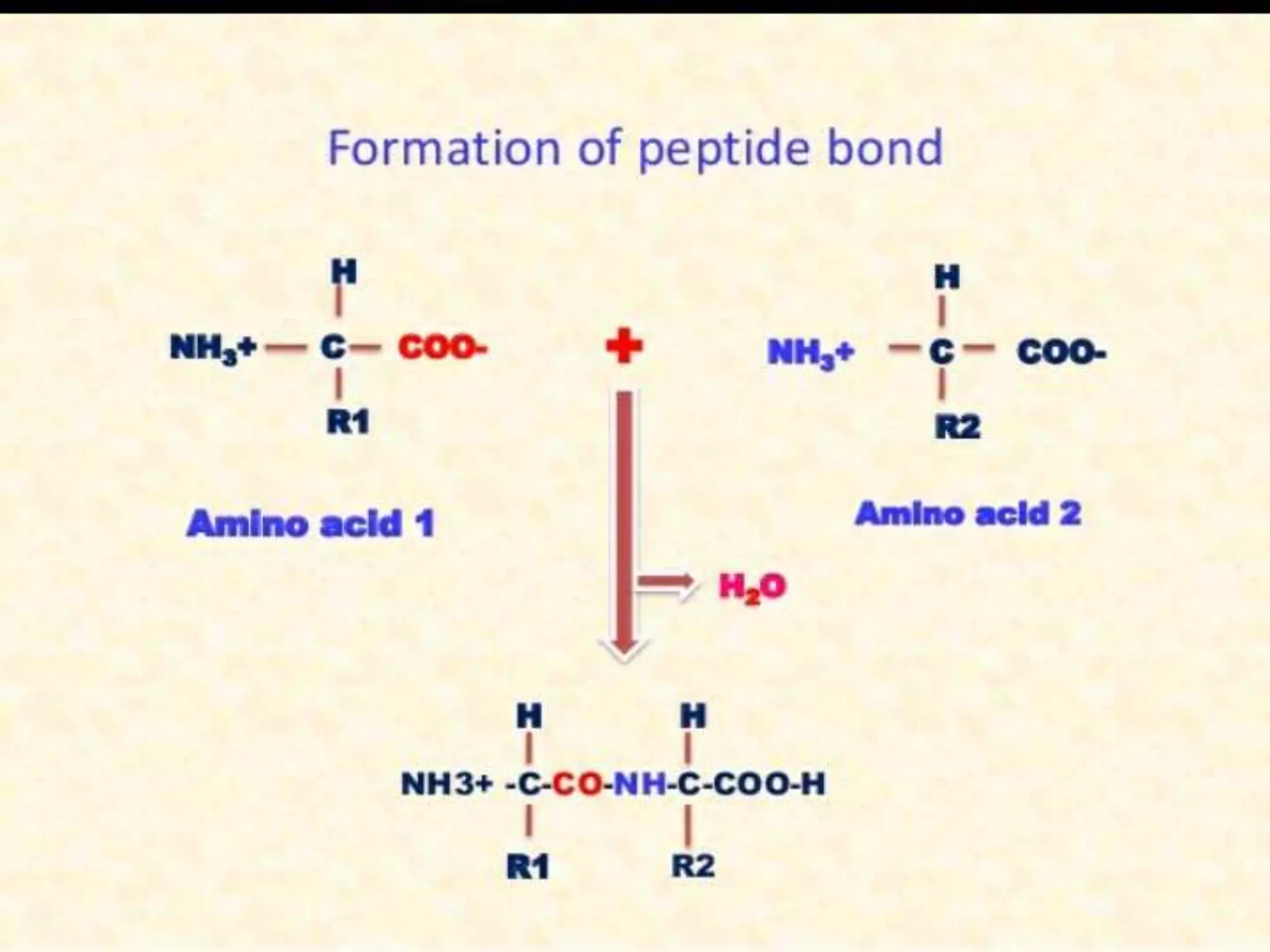 PROTEIN STRUCTURE PRESENTATION | PPTX