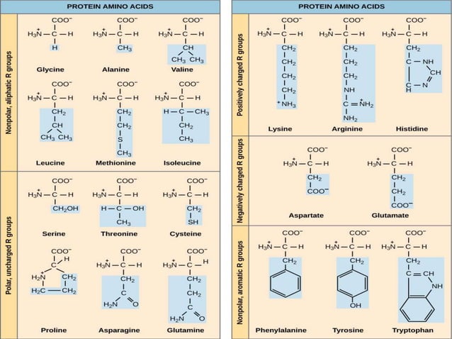 PROTEIN STRUCTURE PRESENTATION | PPTX