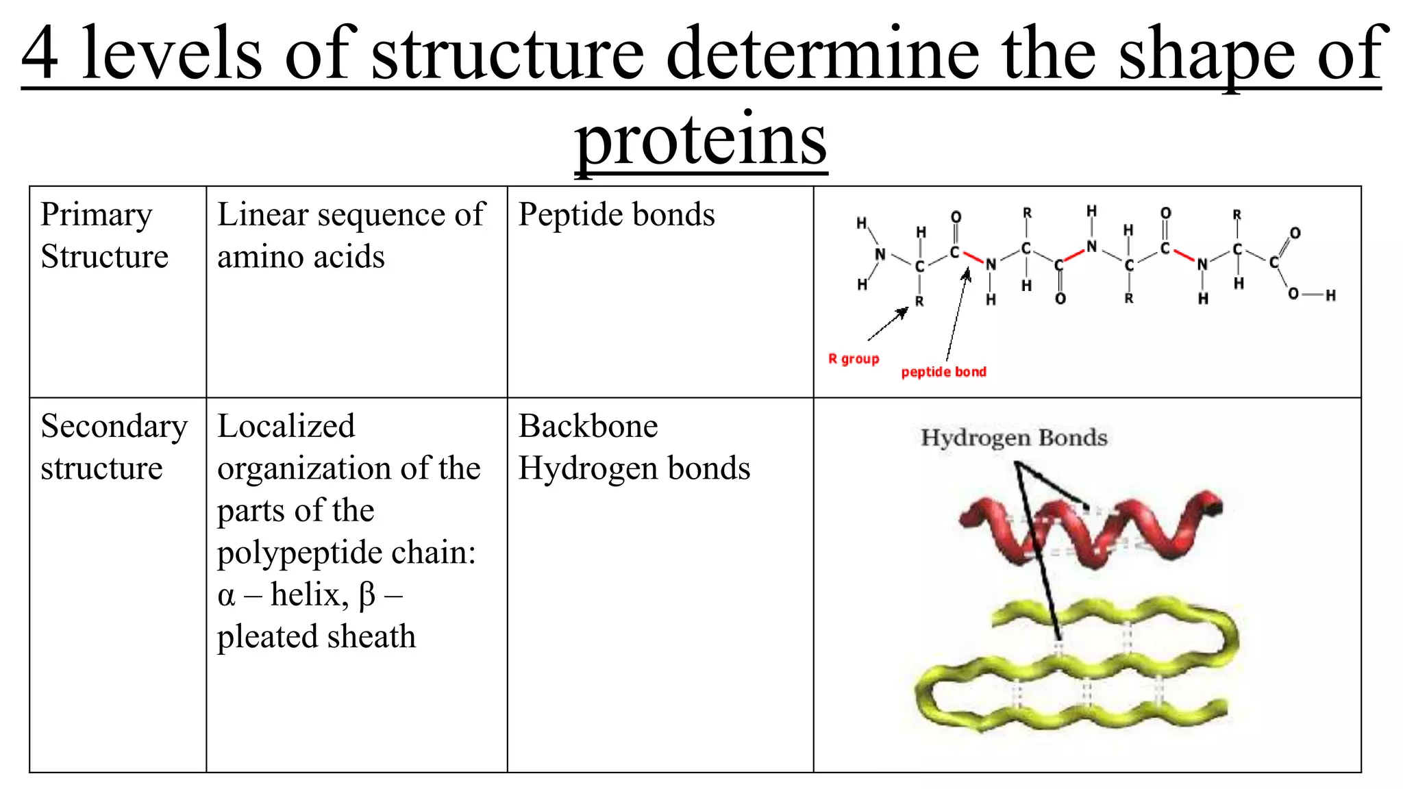 Structure of proteins | PPTX
