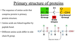 structure of proteins-.pptx | Chemistry | Science