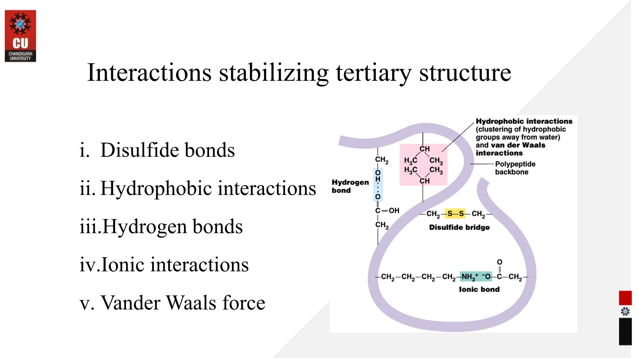 structure of proteins and its type I PPT | PPTX