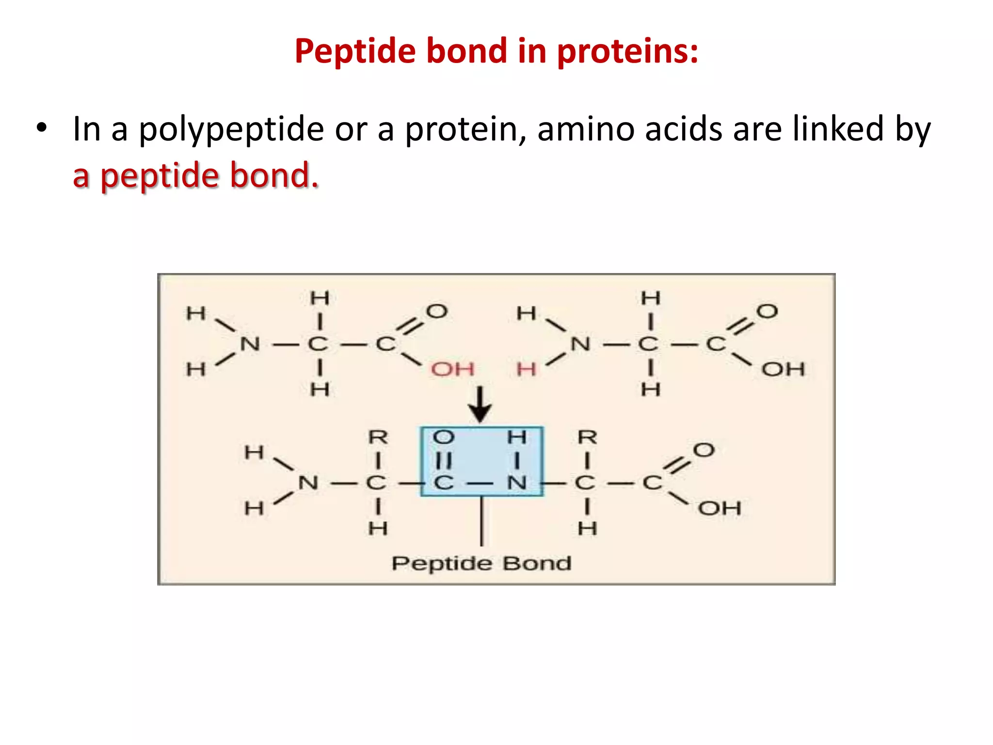 Structure of proteins and nature of bond linking monomers in a polymer ...