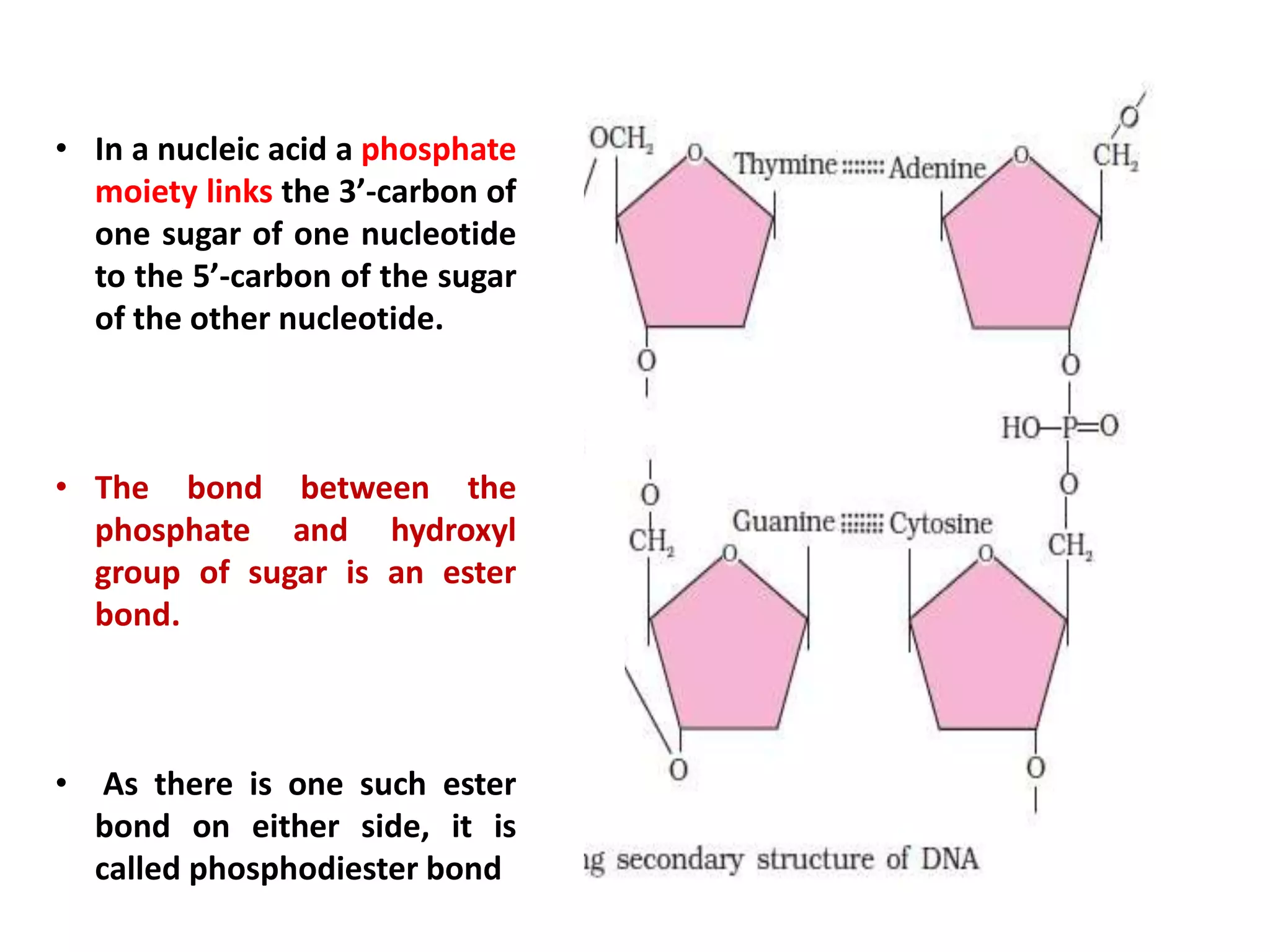 Structure of proteins and nature of bond linking monomers in a polymer ...