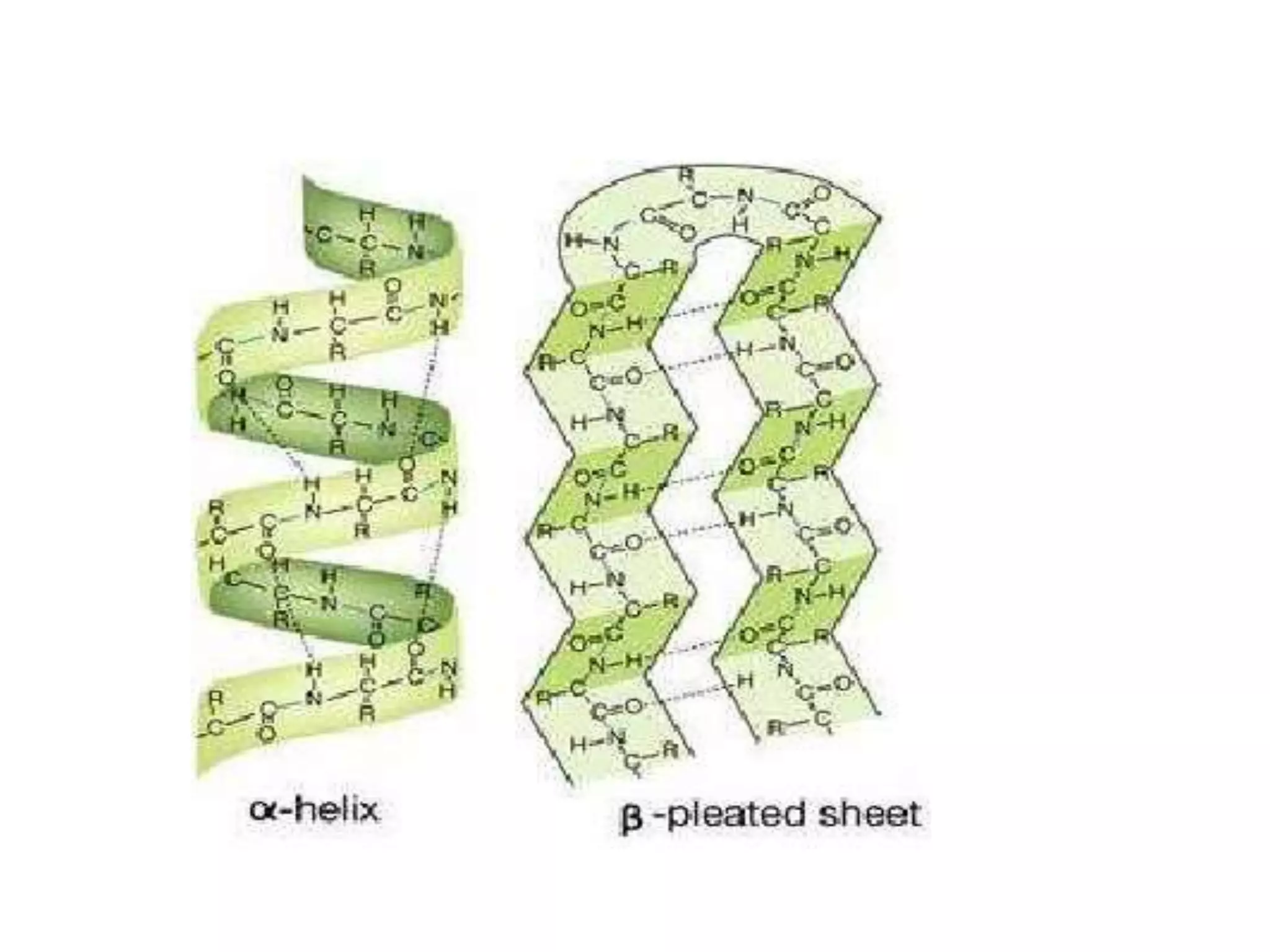 Structure of proteins and nature of bond linking monomers in a polymer ...
