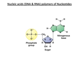Structure of proteins and nature of bond linking monomers in a polymer ...