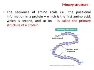 Structure of proteins and nature of bond linking monomers in a polymer ...